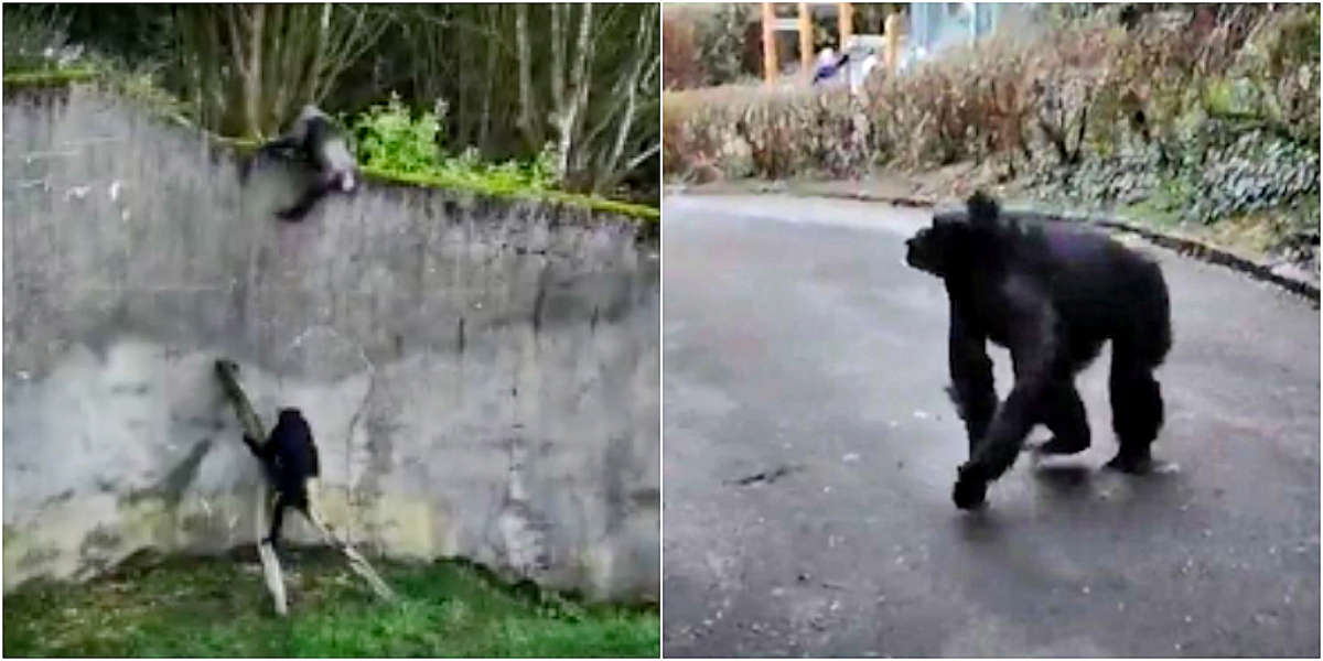 Chimps At Zoo Build Ladder To Escape Their Enclosure - The Dodo
