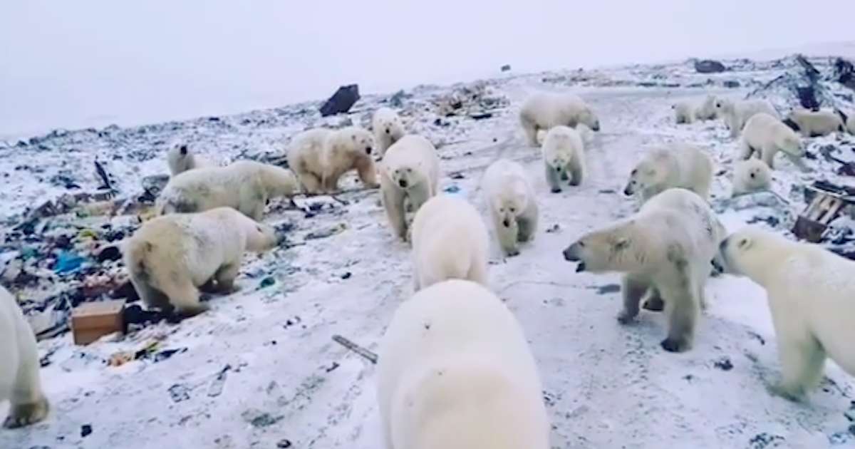 Mass Invasion Of Polar Bears Causes Town To Declare State Of Emergency ...