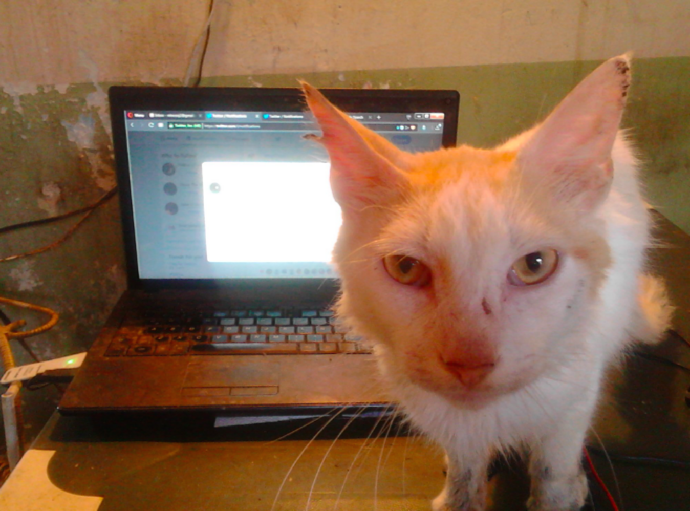 This Family Is Saving Cats And Kittens In Crumbling Venezuela - The Dodo