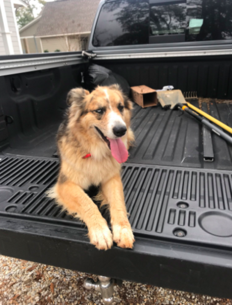 Guy Gives Random Dog Best Day Ever — She Ends Up Coming Back For More ...