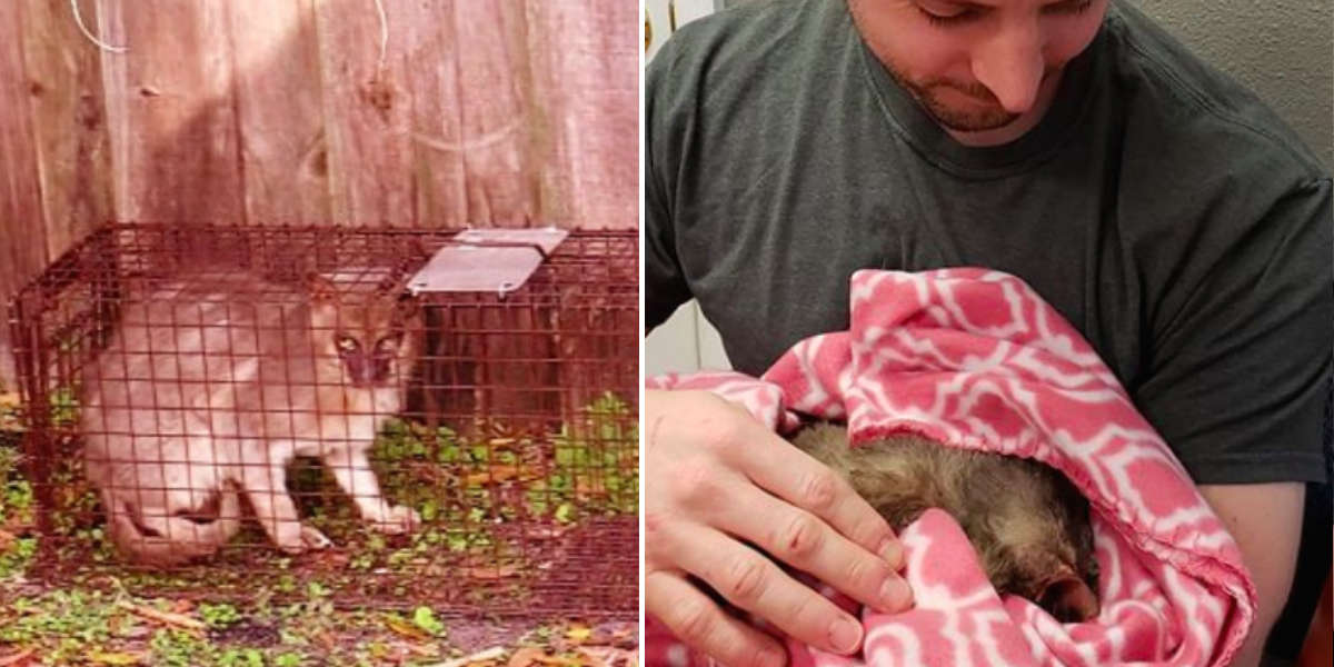 Stray 'Werewolf' Cat Caught In Apartment Complex Just Wanted Snuggles ...