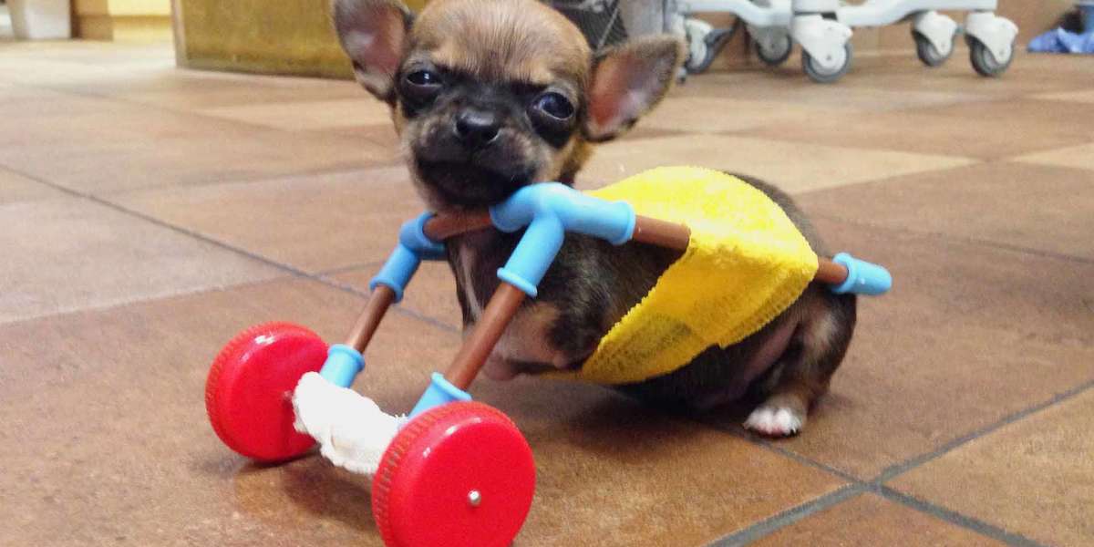 Tiniest Puppy Loves To Race Around On His Wheels - Videos - The Dodo