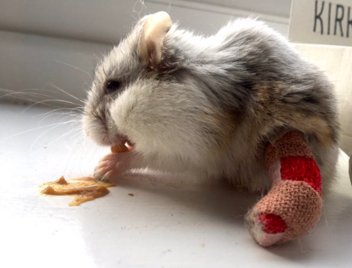 Hamster With Tiny Cast Receives Best Get Well Gift - The Dodo