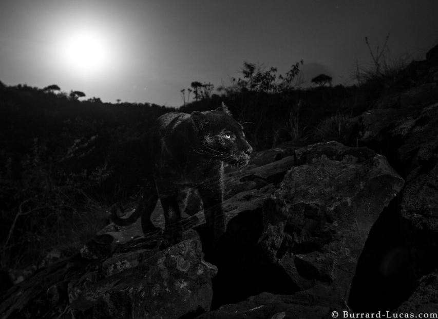 Photographer Spots Rare Black Panther In Africa - The Dodo
