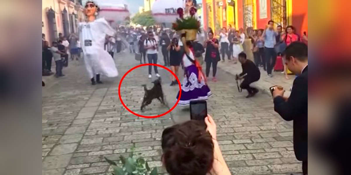 Street Dog In Mexico Joins Wedding Parade Dance And Delights Everyone ...
