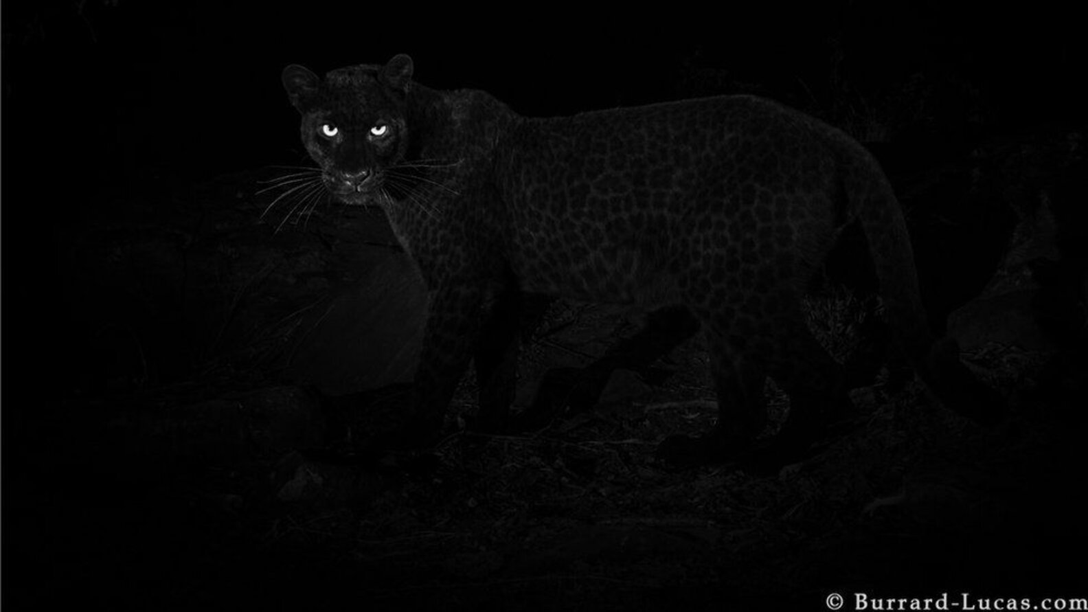 Photographer Spots Rare Black Panther In Africa - The Dodo