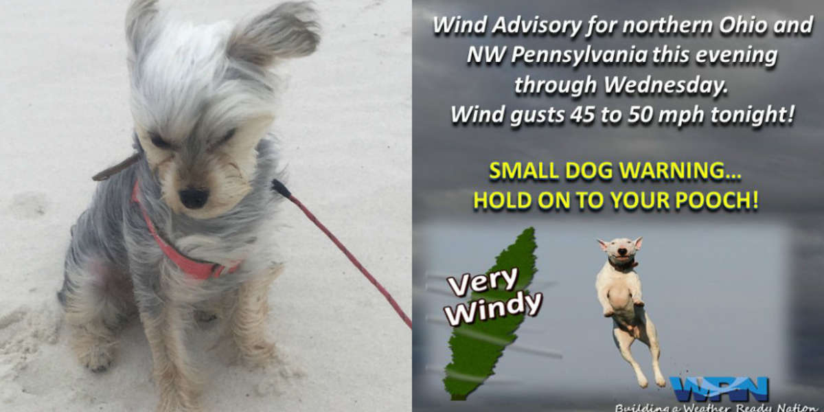Weather Service Issues 'Small Dog Warning' - The Dodo