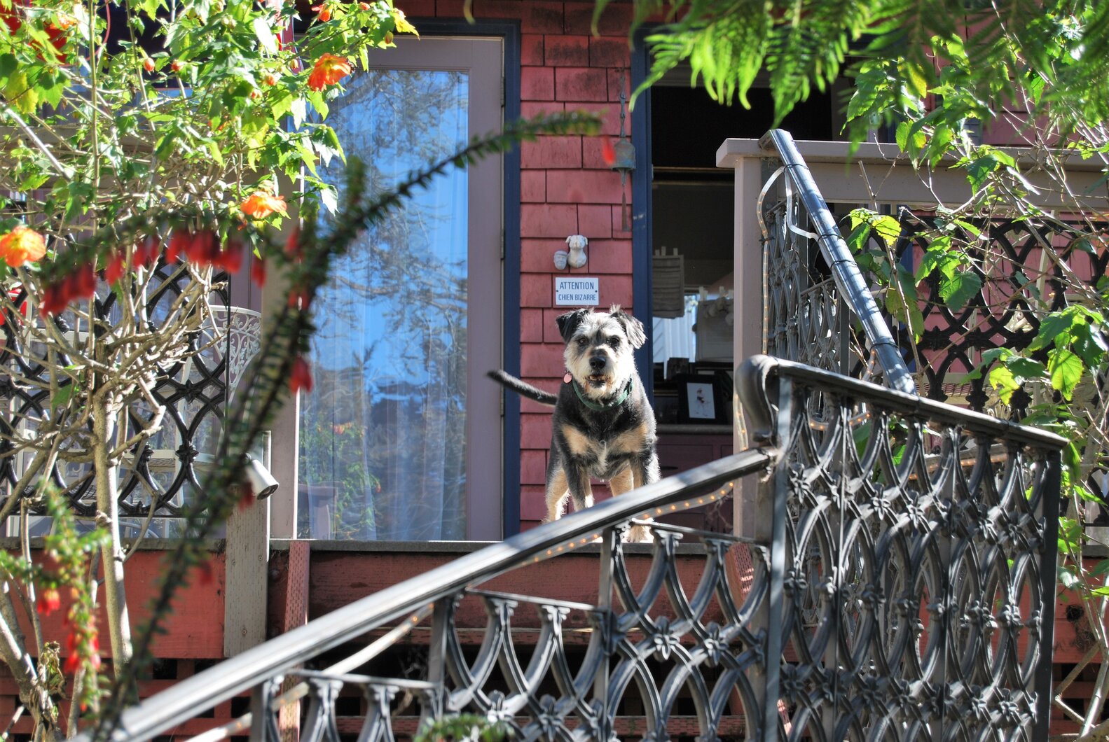 Man With ALS Is Trying to Make Sure His Dog Has A Home After He's Gone ...