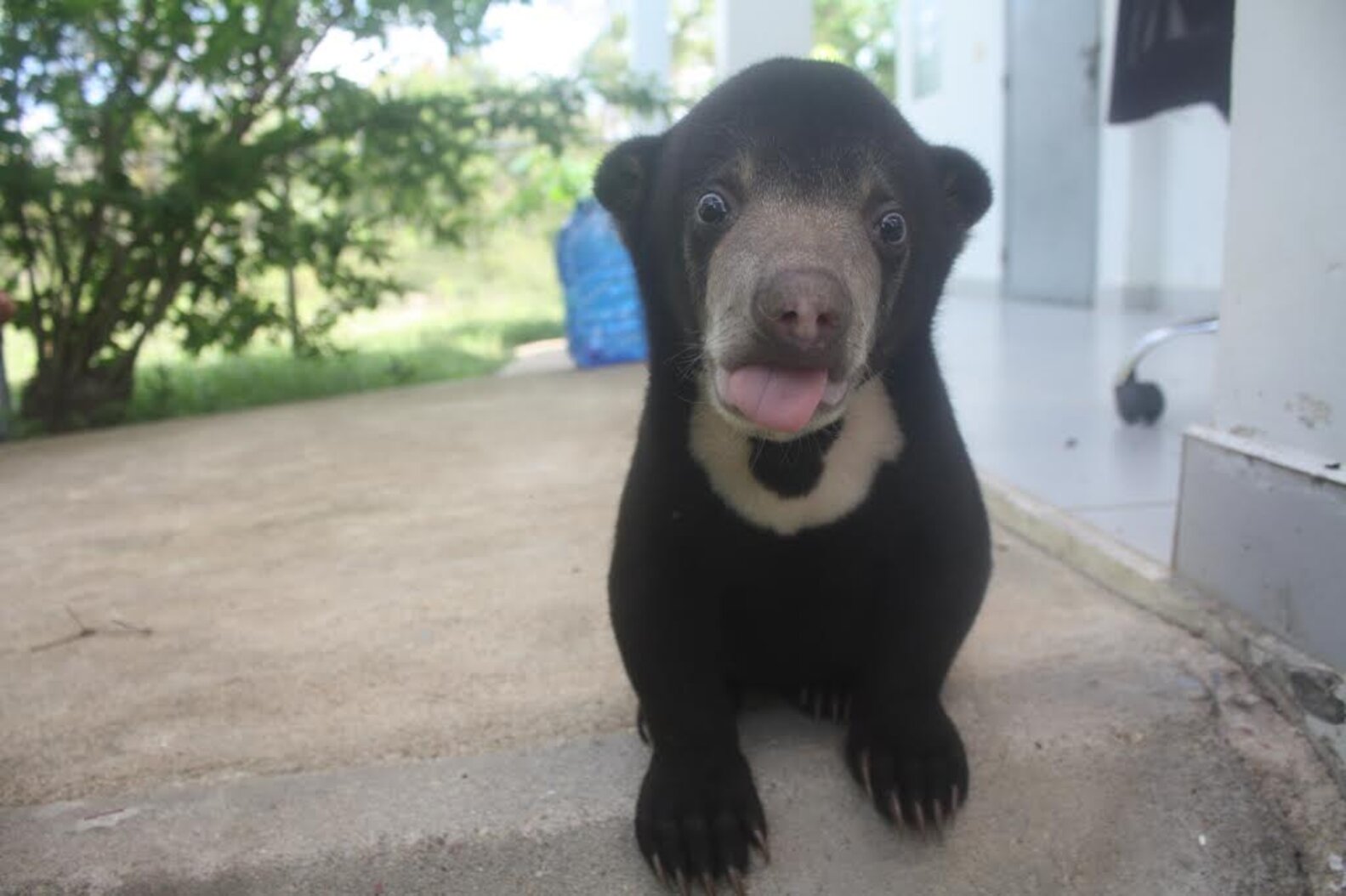 Tiny Sun Bear Cub Rescued From Life As Pet - The Dodo