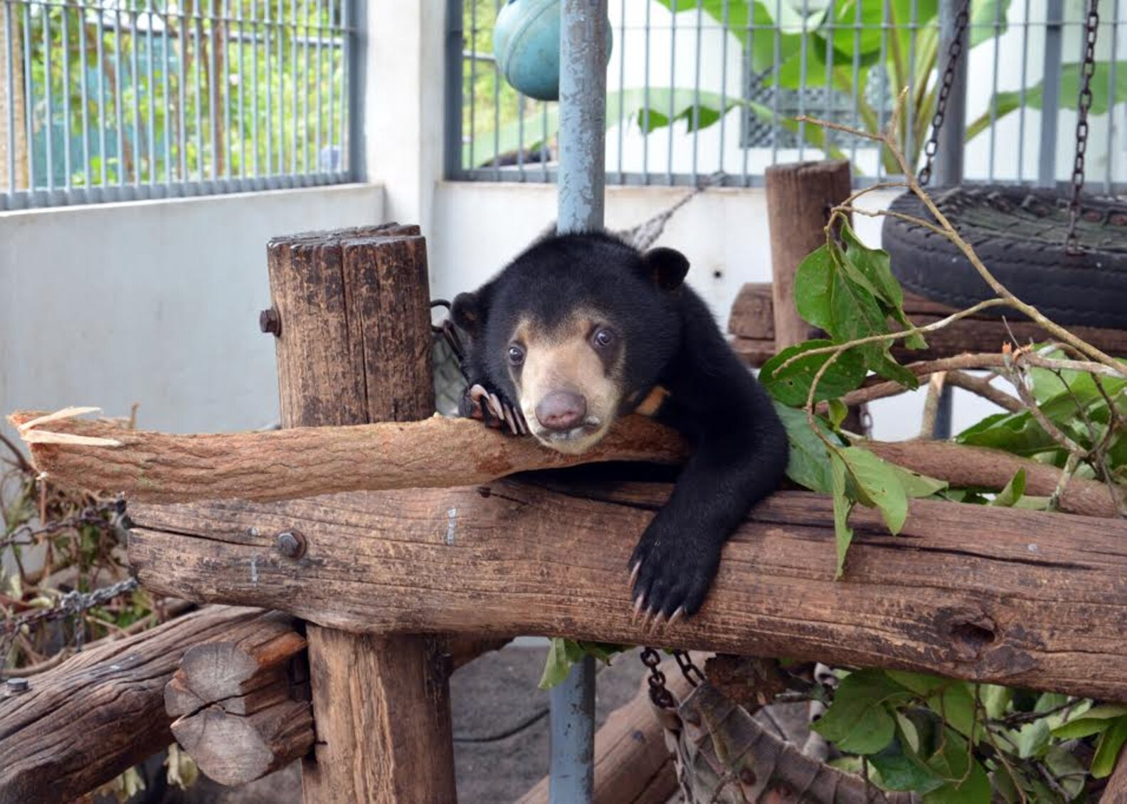 Tiny Sun Bear Cub Rescued From Life As Pet - The Dodo