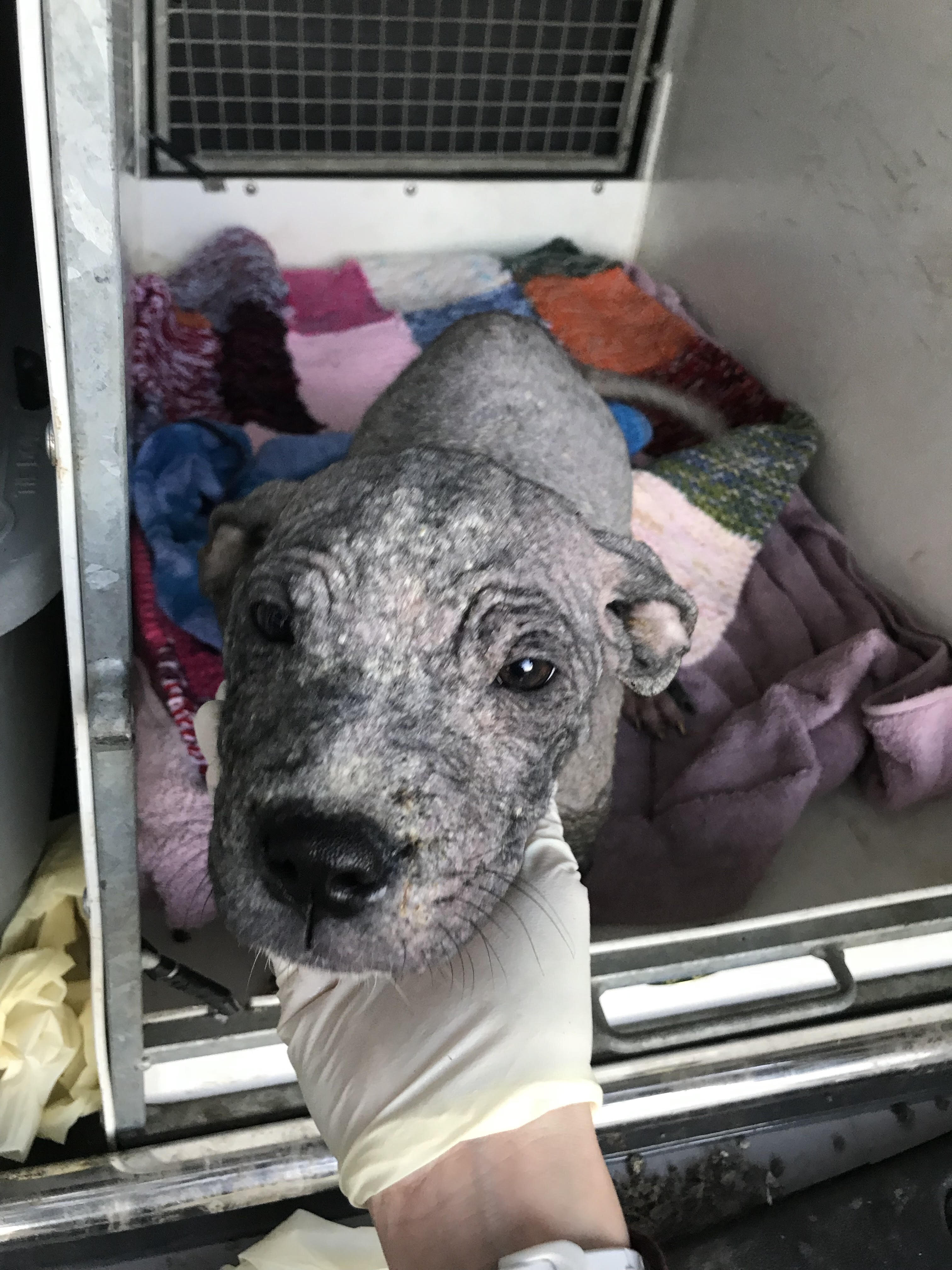 Man Abandons 3 Bald Puppies At Vet Practice - The Dodo