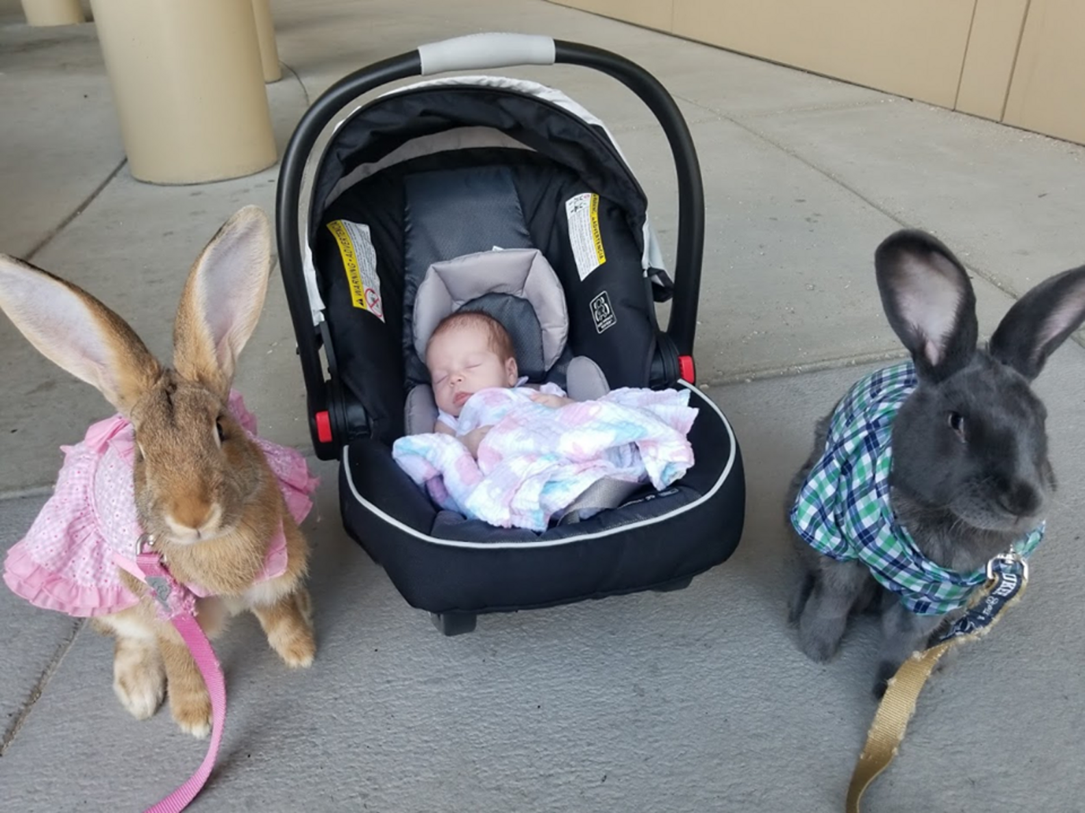 Giant Rabbits Instantly Fall In Love With Their New Baby Sister - The Dodo