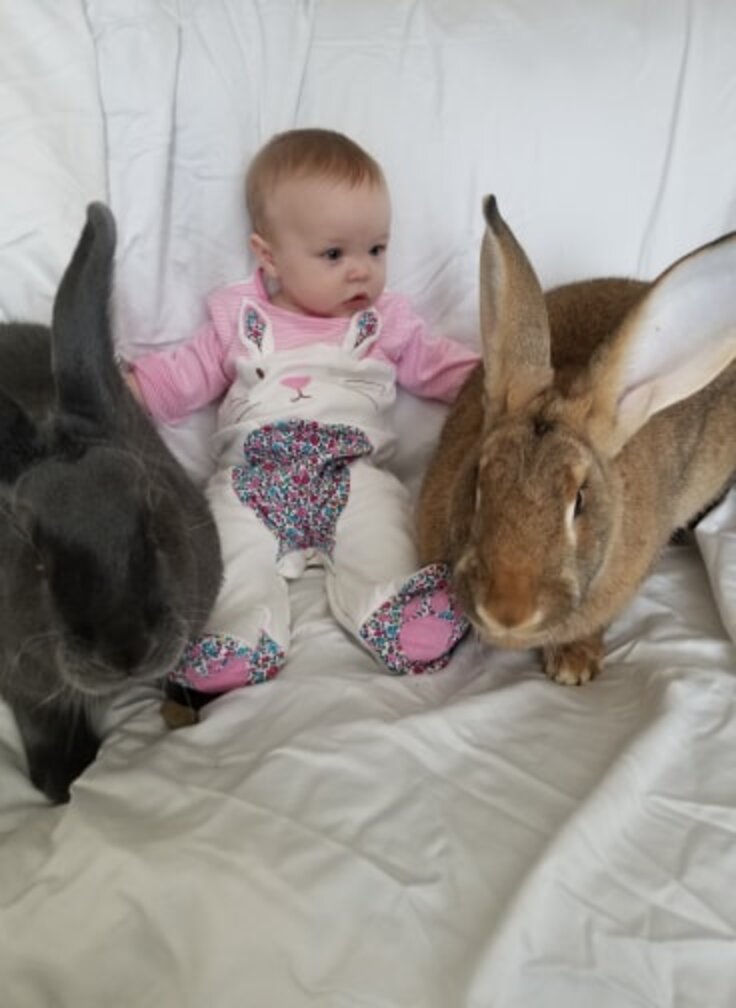Giant Rabbits Instantly Fall In Love With Their New Baby Sister - The Dodo