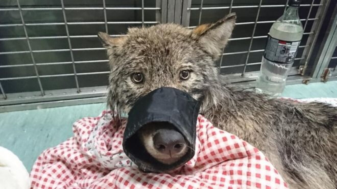 Workers Rescue Wolf From Drowning In Frozen Lake - The Dodo