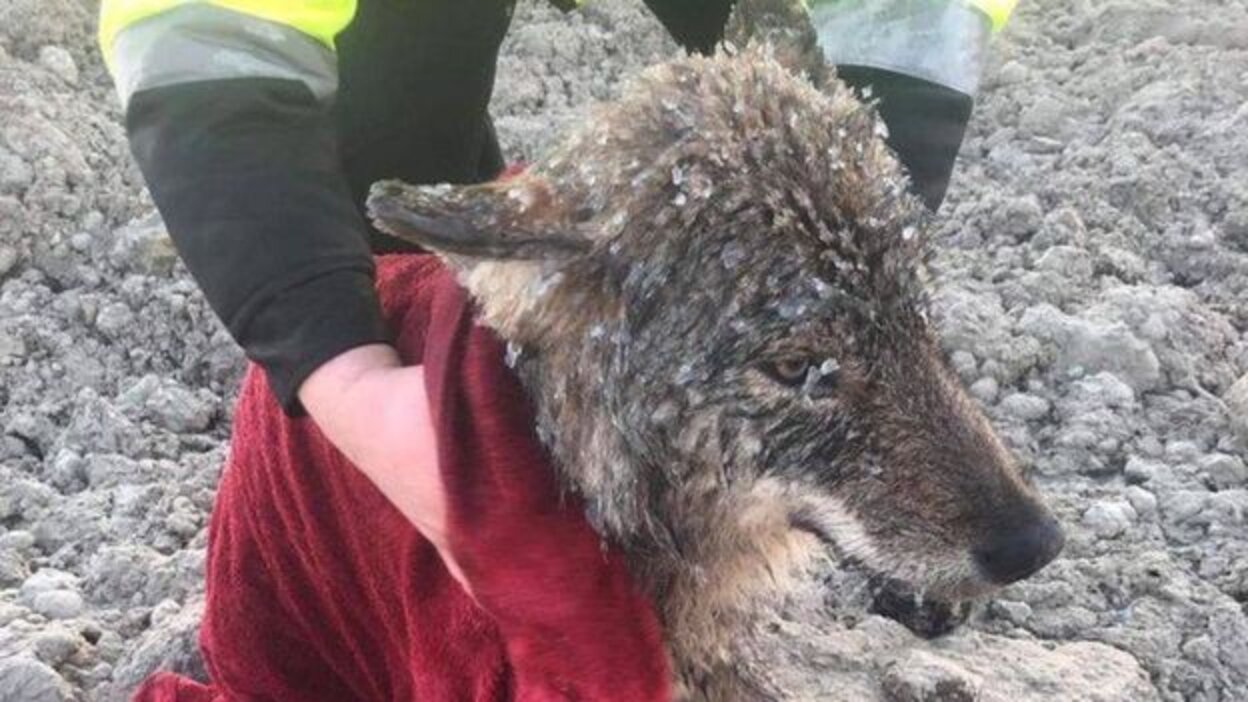 Workers Rescue Wolf From Drowning In Frozen Lake - The Dodo