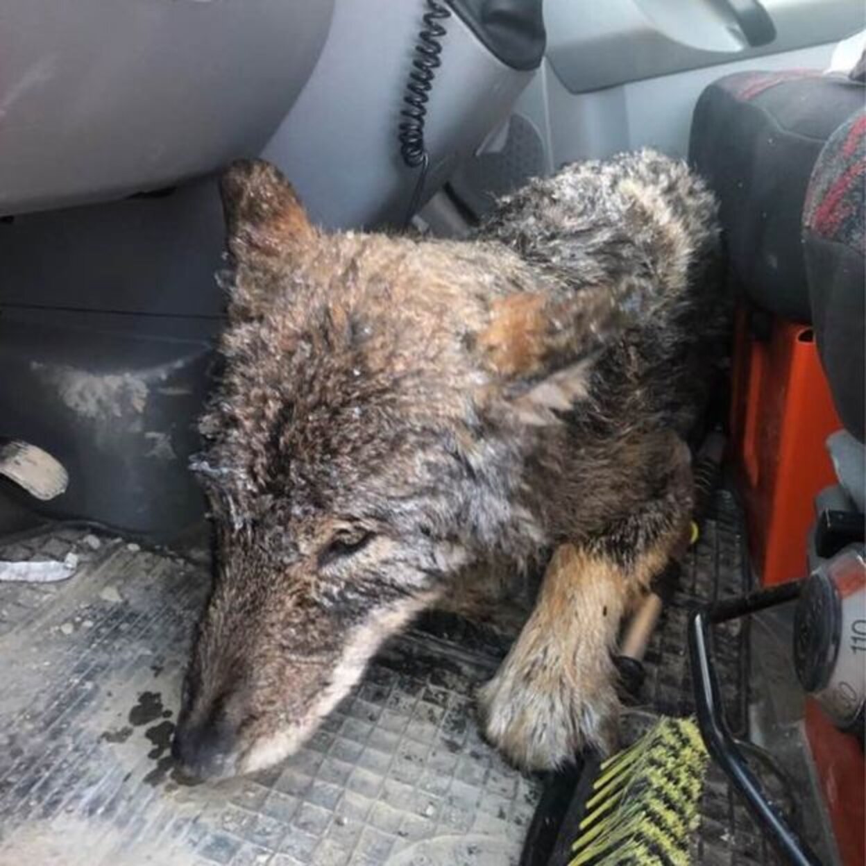 Workers Rescue Wolf From Drowning In Frozen Lake - The Dodo