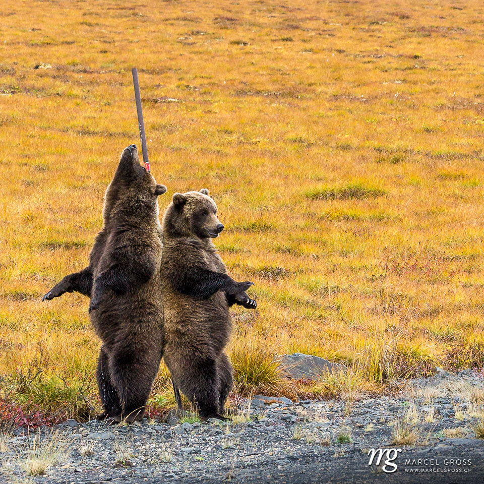 Grizzly Bears Spotted Adorably Scratching Backs In Canadian Tundra ...