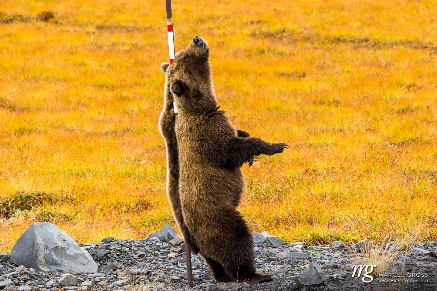 Grizzly Bears Spotted Adorably Scratching Backs In Canadian Tundra ...