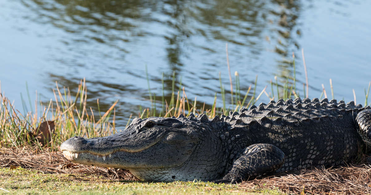 Alligator Catches Golf Ball Mid-Air During Florida Tournament - Thrillist