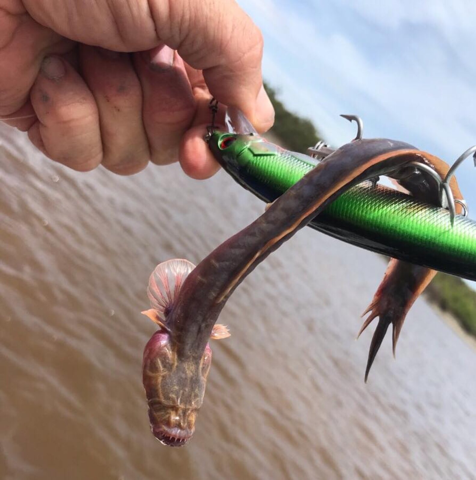 Woman In Australia Catches 'Alien' Fish - The Dodo