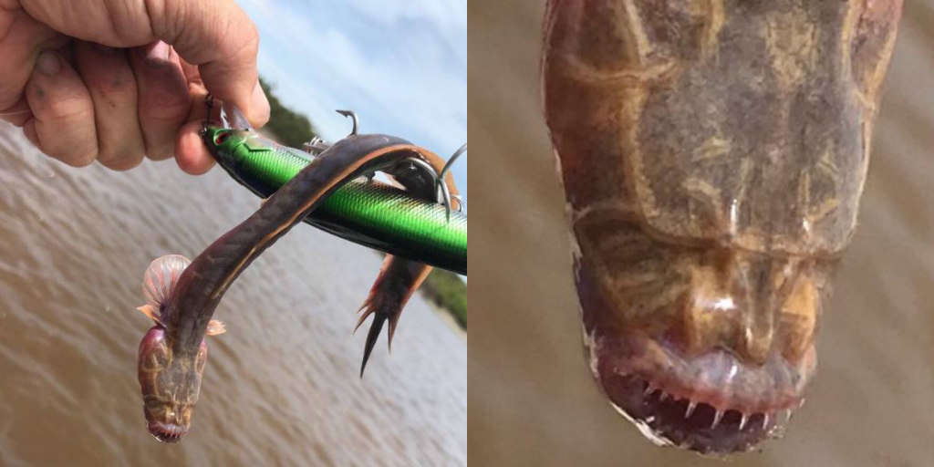 Woman In Australia Catches 'Alien' Fish - The Dodo