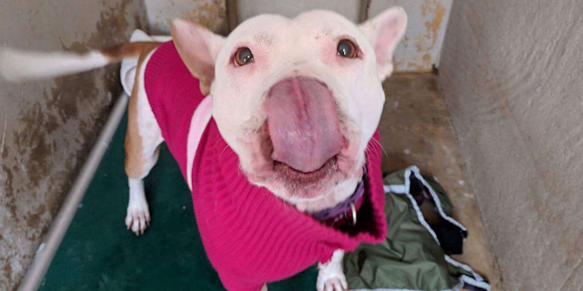 Pittie Never Stopped Smiling All 4 Years She Was In The Shelter ...