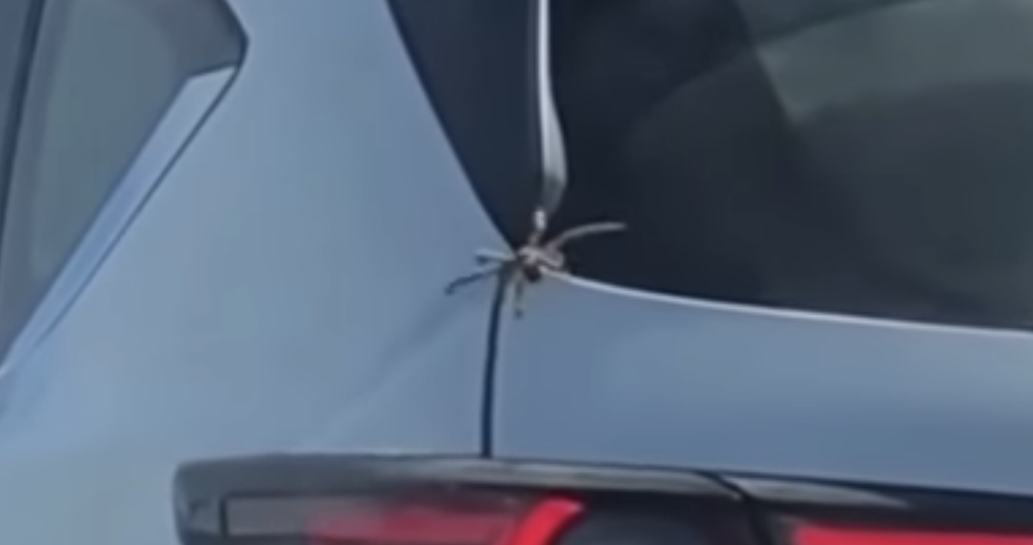 Spider Crawls Into Car In Australia - Thrillist