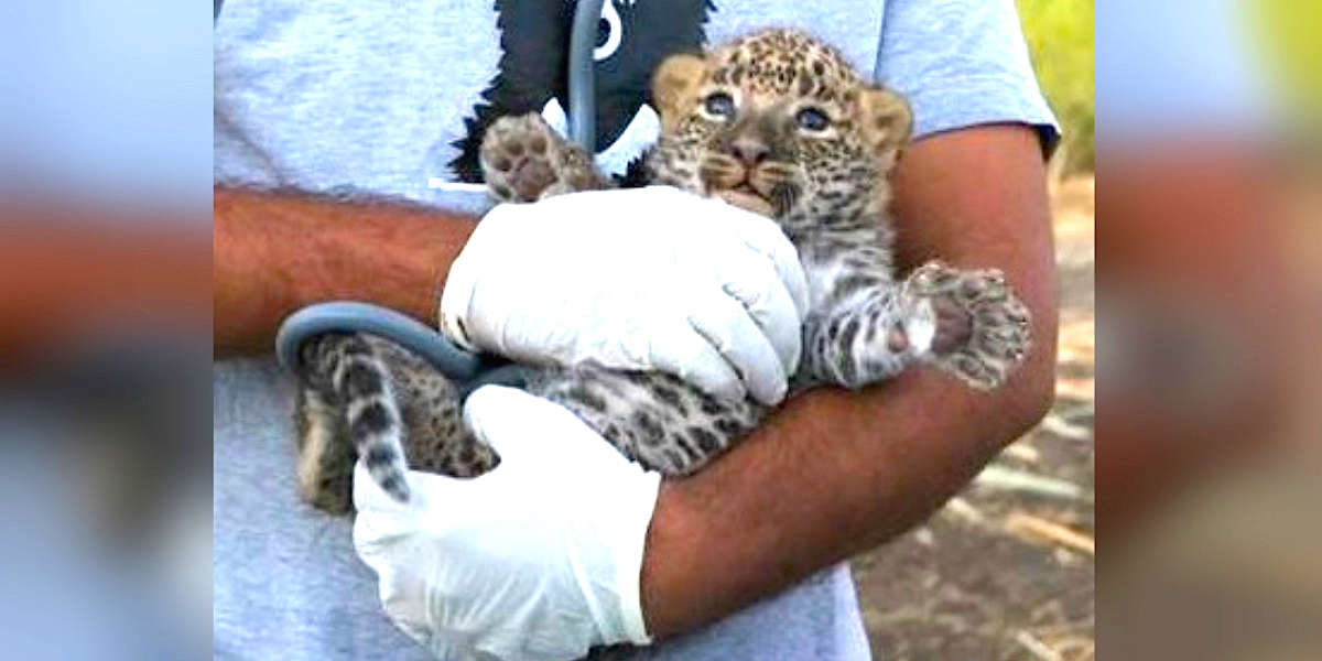 People Help Wild Leopard Reunite With Her Cub Lost In Sugarcane Field ...