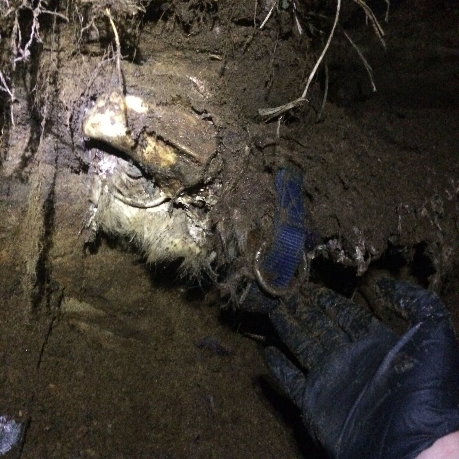 Mass Sled Dog Grave Discovered At Famous Canadian Sled Dog Kennel - The ...