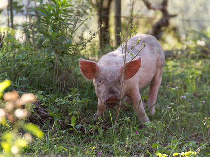 Police Capture a Pig in Ohio by Using Pizza to Lure It Into Car - Thrillist