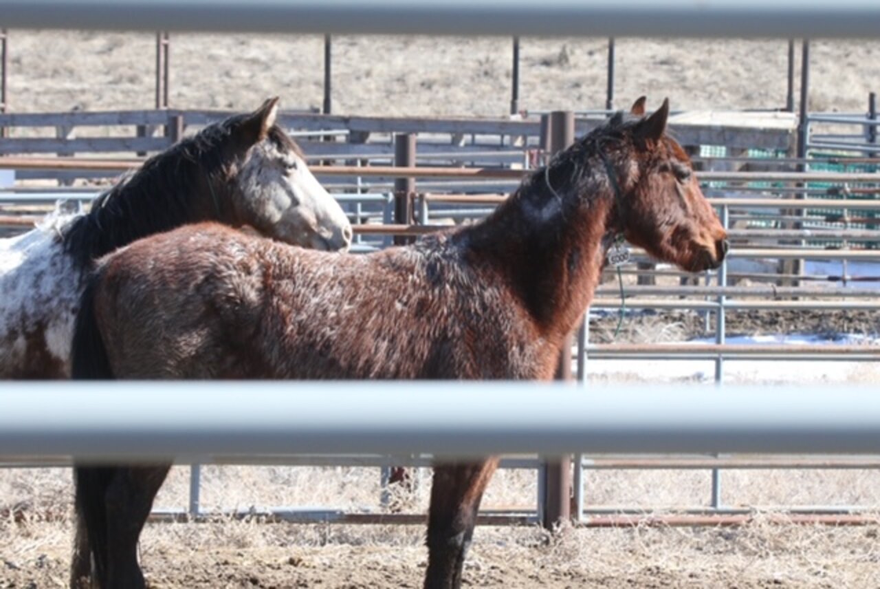 Bonded Wild Horses Captured By BLM Get To Stay Together At Sanctuary ...