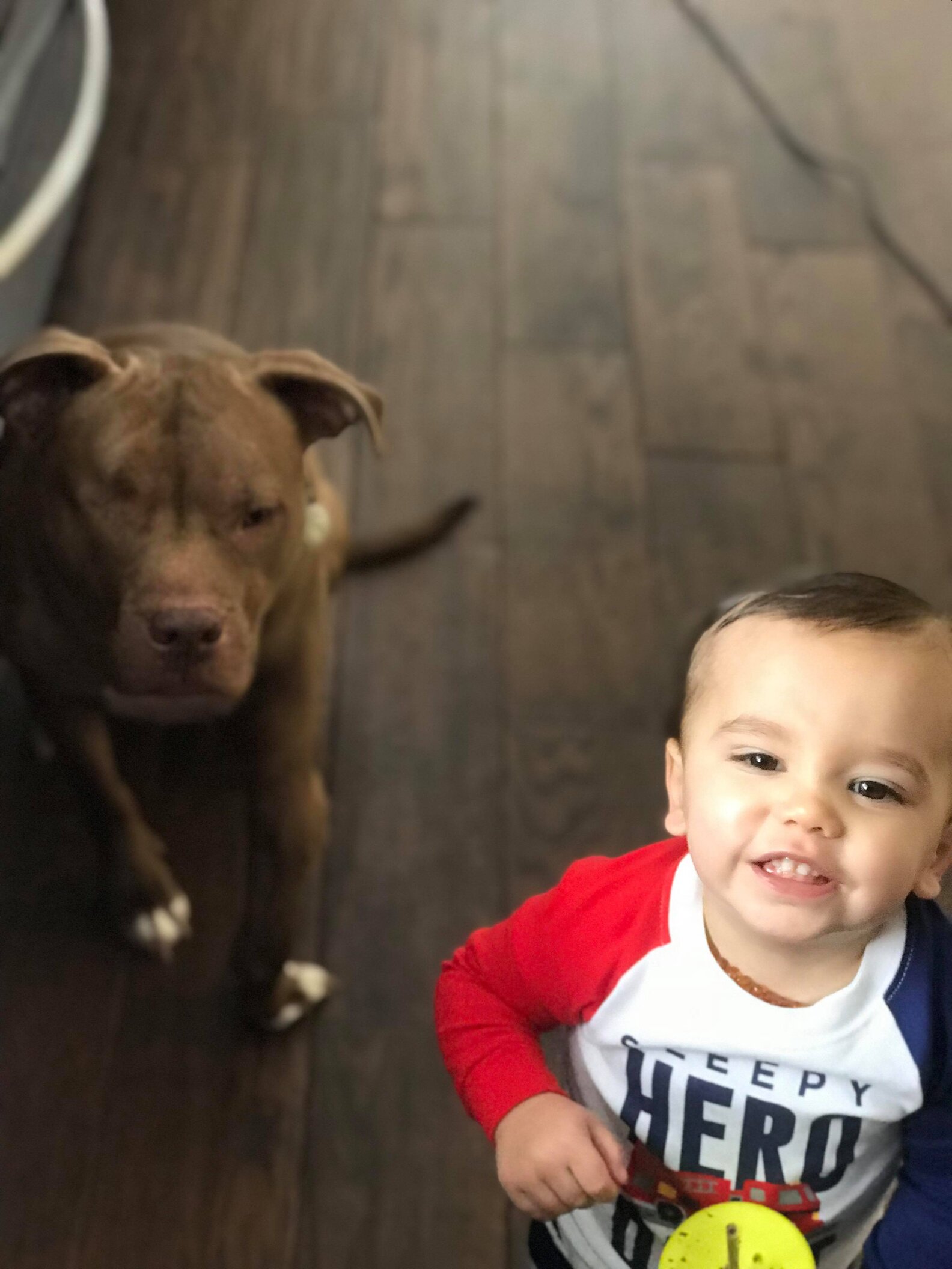 Pit Bull Comforts Sick Little Boy - The Dodo