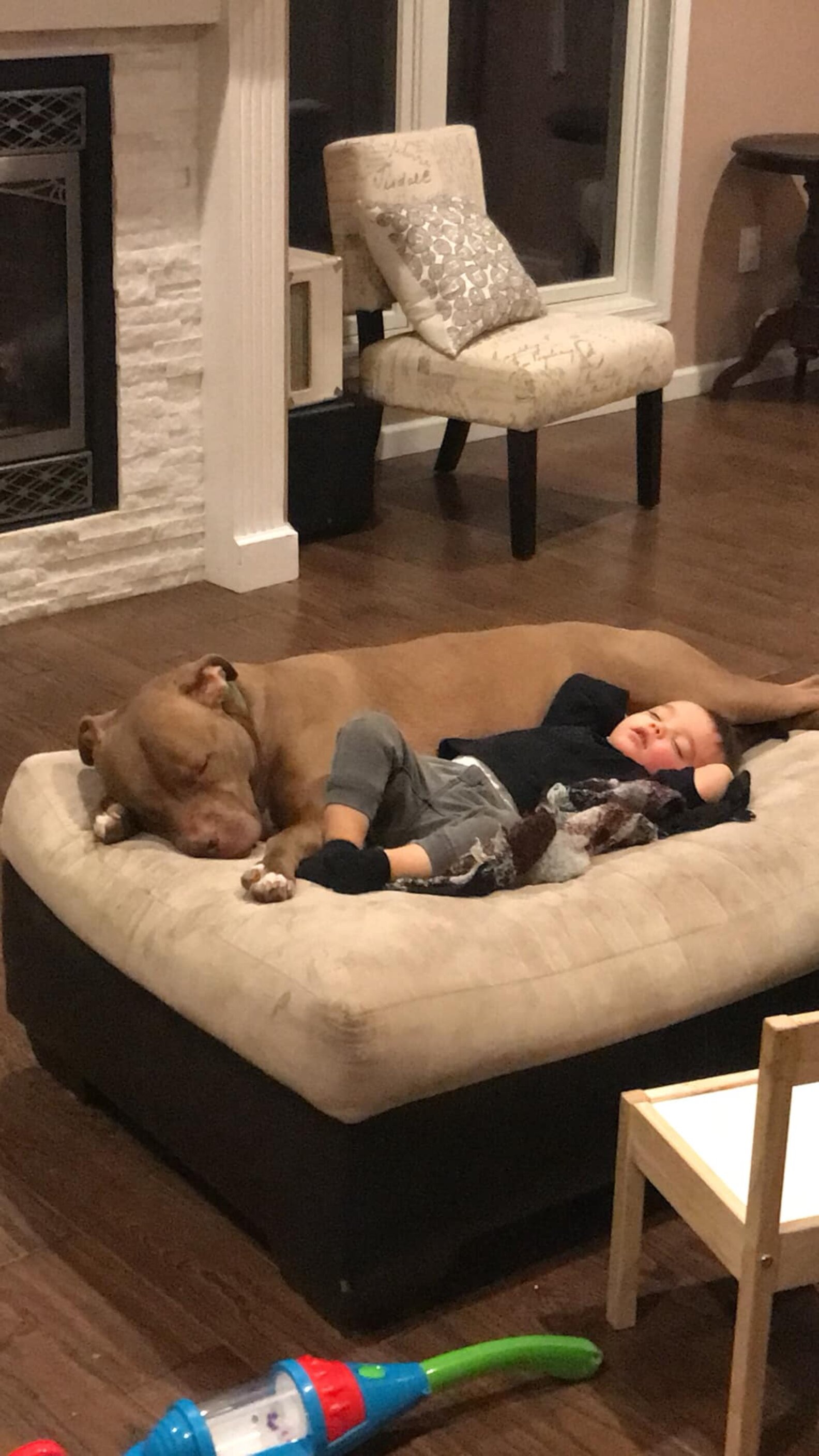 Pit Bull Comforts Sick Little Boy - The Dodo