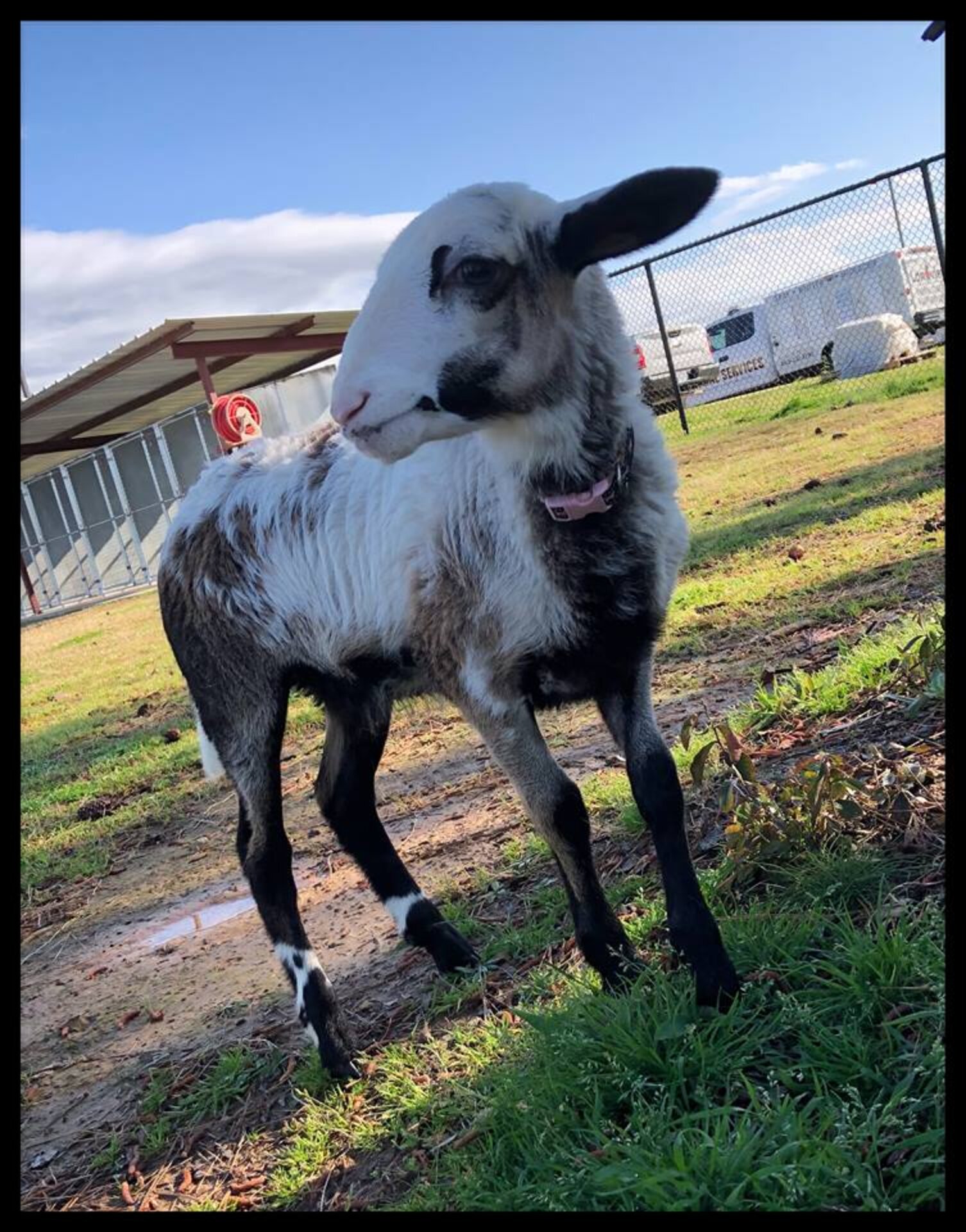 Adorable Lamb Shows Off Dance Moves In Viral Video - The Dodo