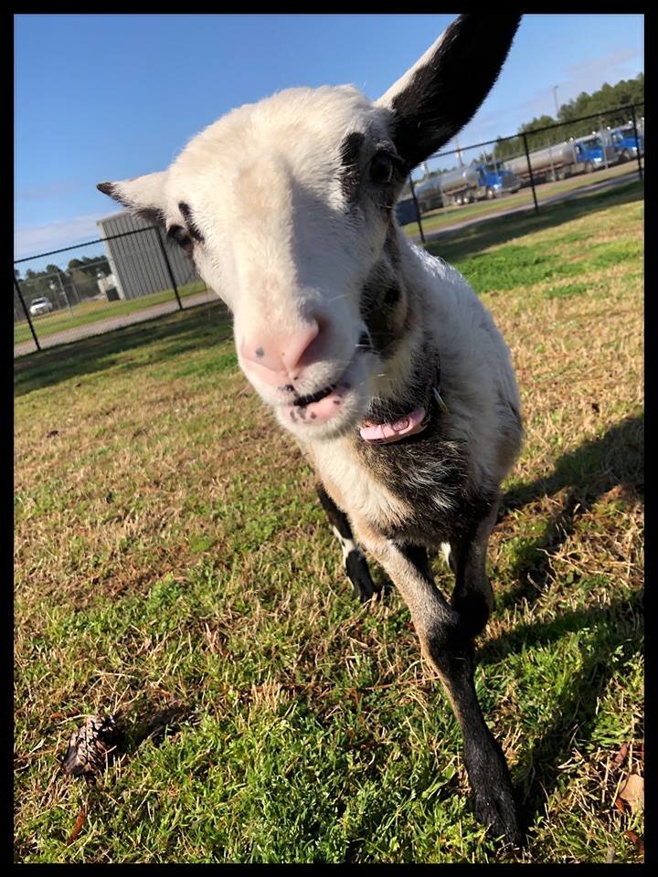 Adorable Lamb Shows Off Dance Moves In Viral Video - The Dodo