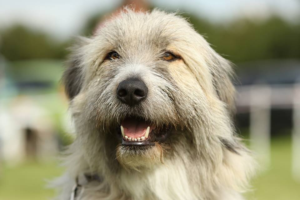 Big Goofy Show Dog Adorably Fails Agility Course For 2nd Year In A Row ...