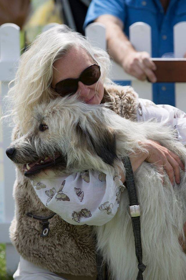 Big Goofy Show Dog Adorably Fails Agility Course For 2nd Year In A Row ...