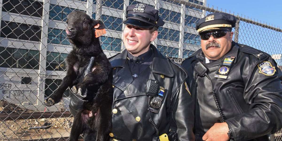 Lamb Somehow Ends Up On Brooklyn Expressway - The Dodo