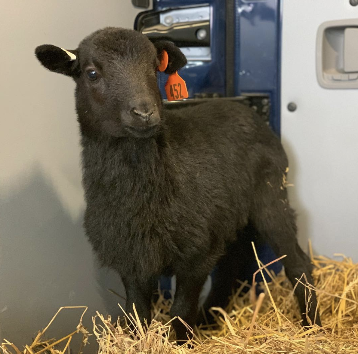 Lamb Somehow Ends Up On Brooklyn Expressway - The Dodo