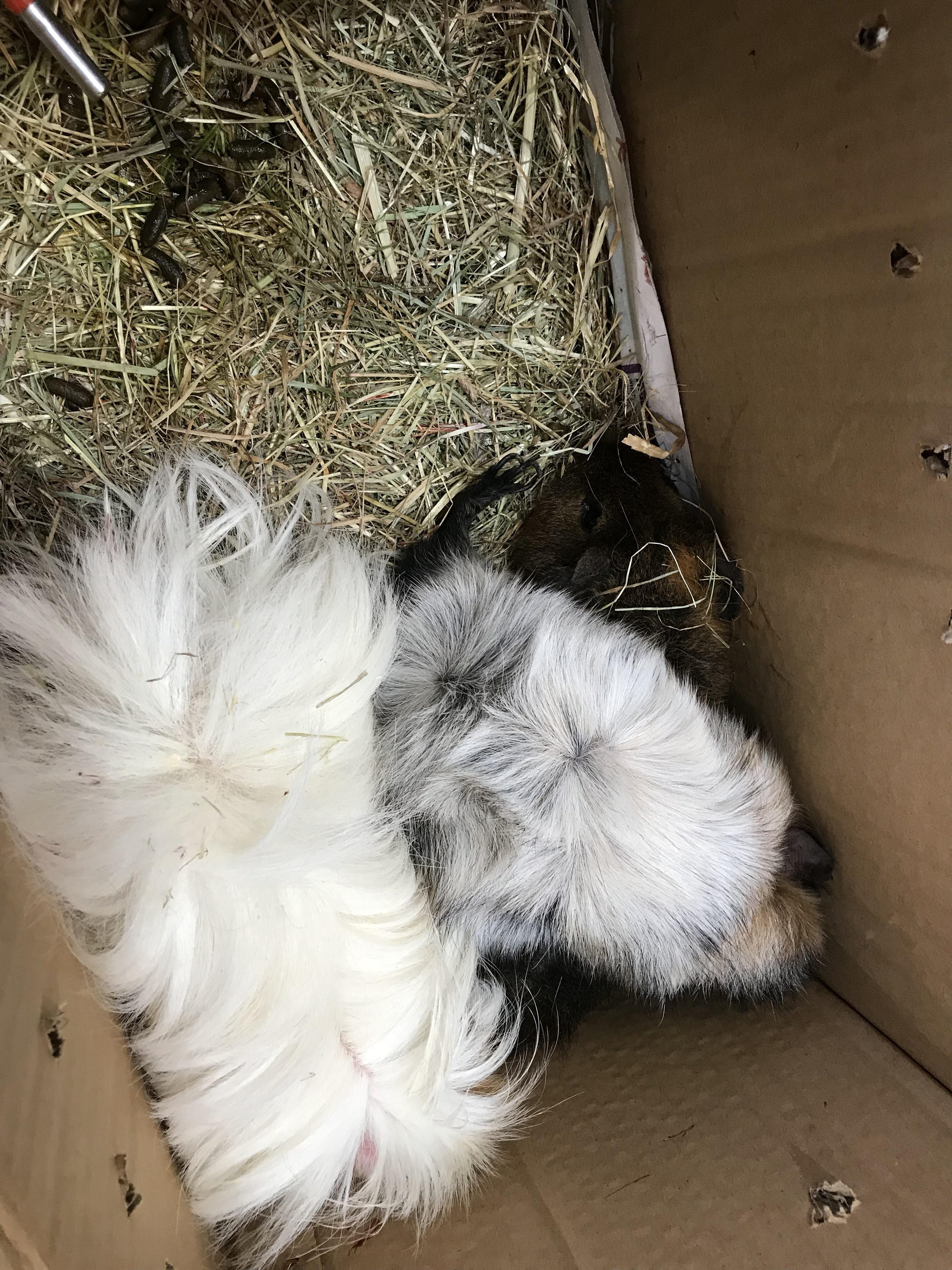 3 Guinea Pigs Abandoned In Box With Saddest Note - The Dodo