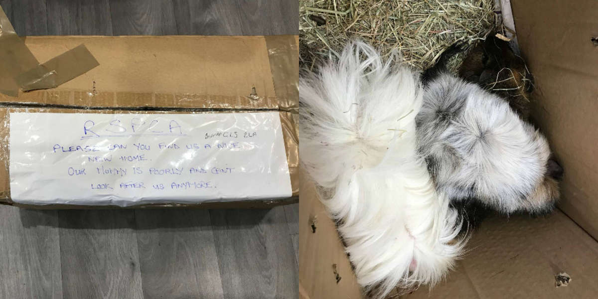 3 Guinea Pigs Abandoned In Box With Saddest Note - The Dodo