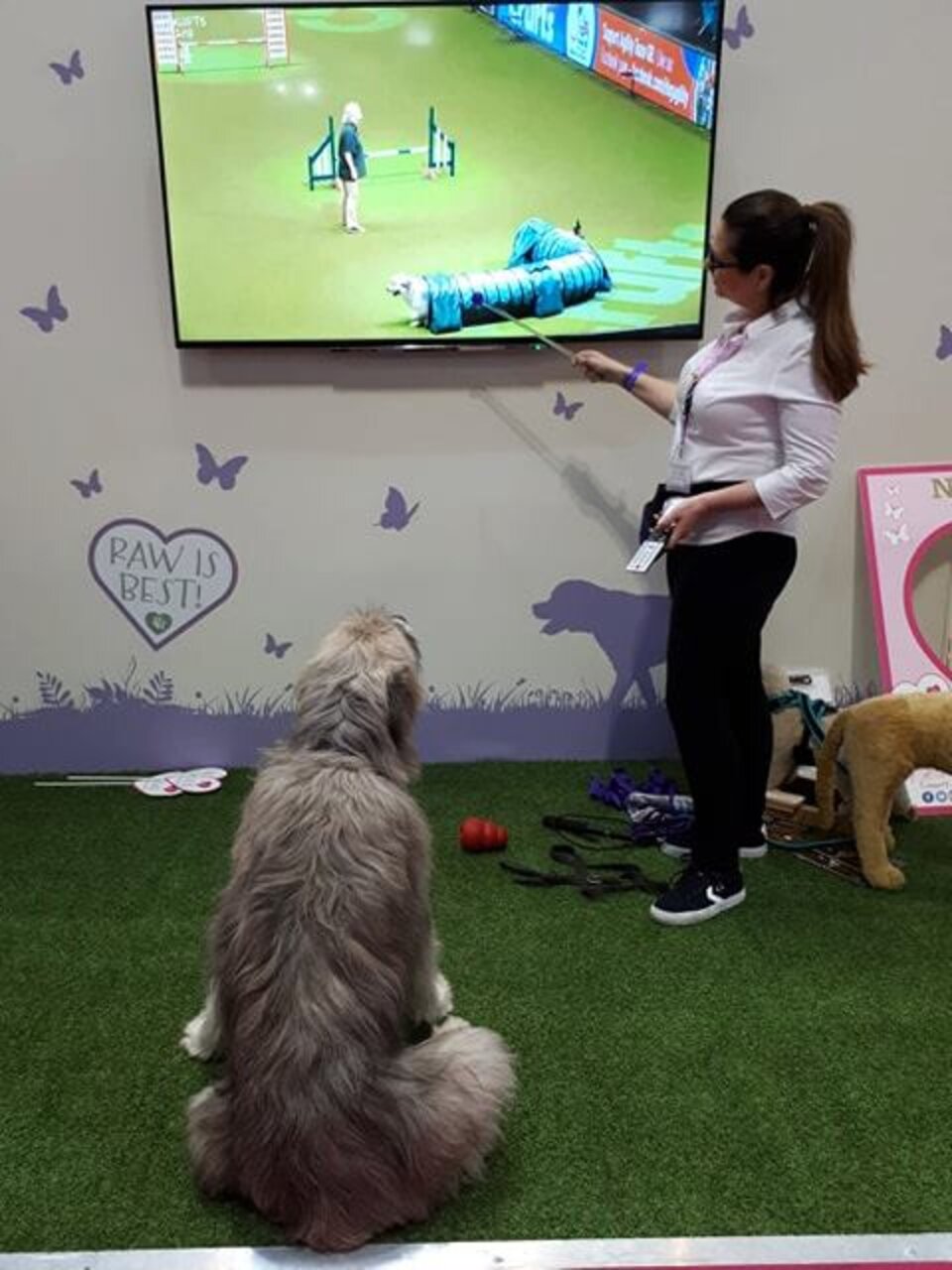 Big Goofy Show Dog Adorably Fails Agility Course For 2nd Year In A Row ...