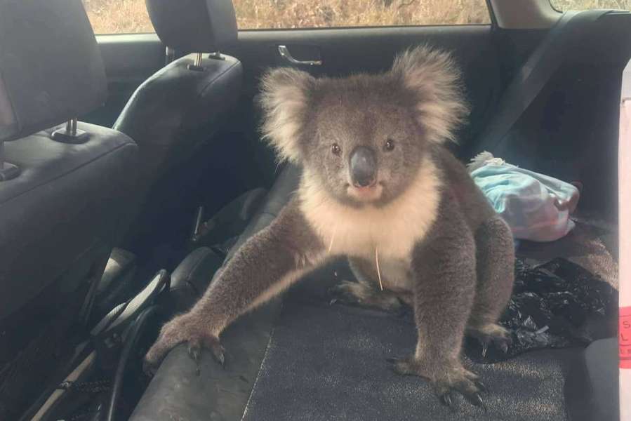 Koala Sneaks Into Car To Escape Heat and Chill in Air Conditioning ...