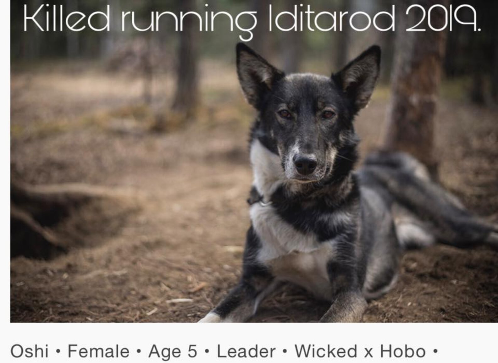Dog Dies Of Pneumonia After Running Iditarod Dogsled Race - The Dodo