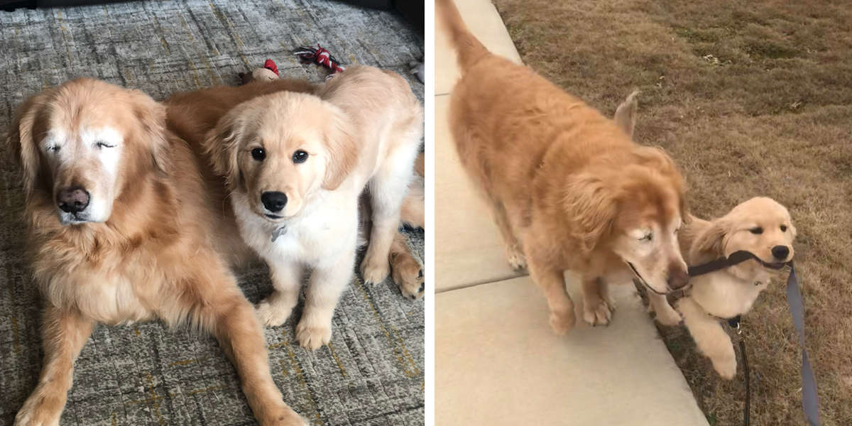 Blind Senior Dog Finds A Puppy Friend To Show Him The Way - The Dodo