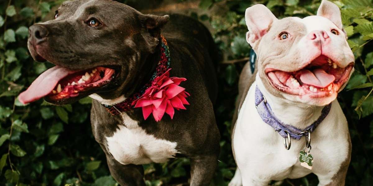 These Pitties Rescued Each Other - Videos - The Dodo