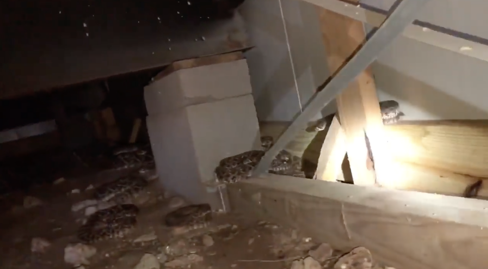 Man Finds 45 Snakes Under His House - The Dodo