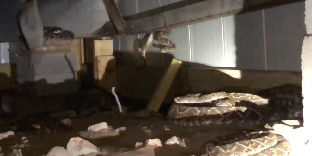Man Finds 45 Snakes Under His House - The Dodo