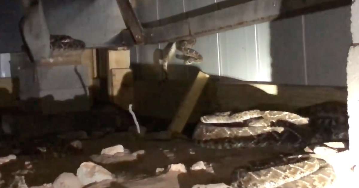 Man Finds 45 Snakes Under His House - The Dodo