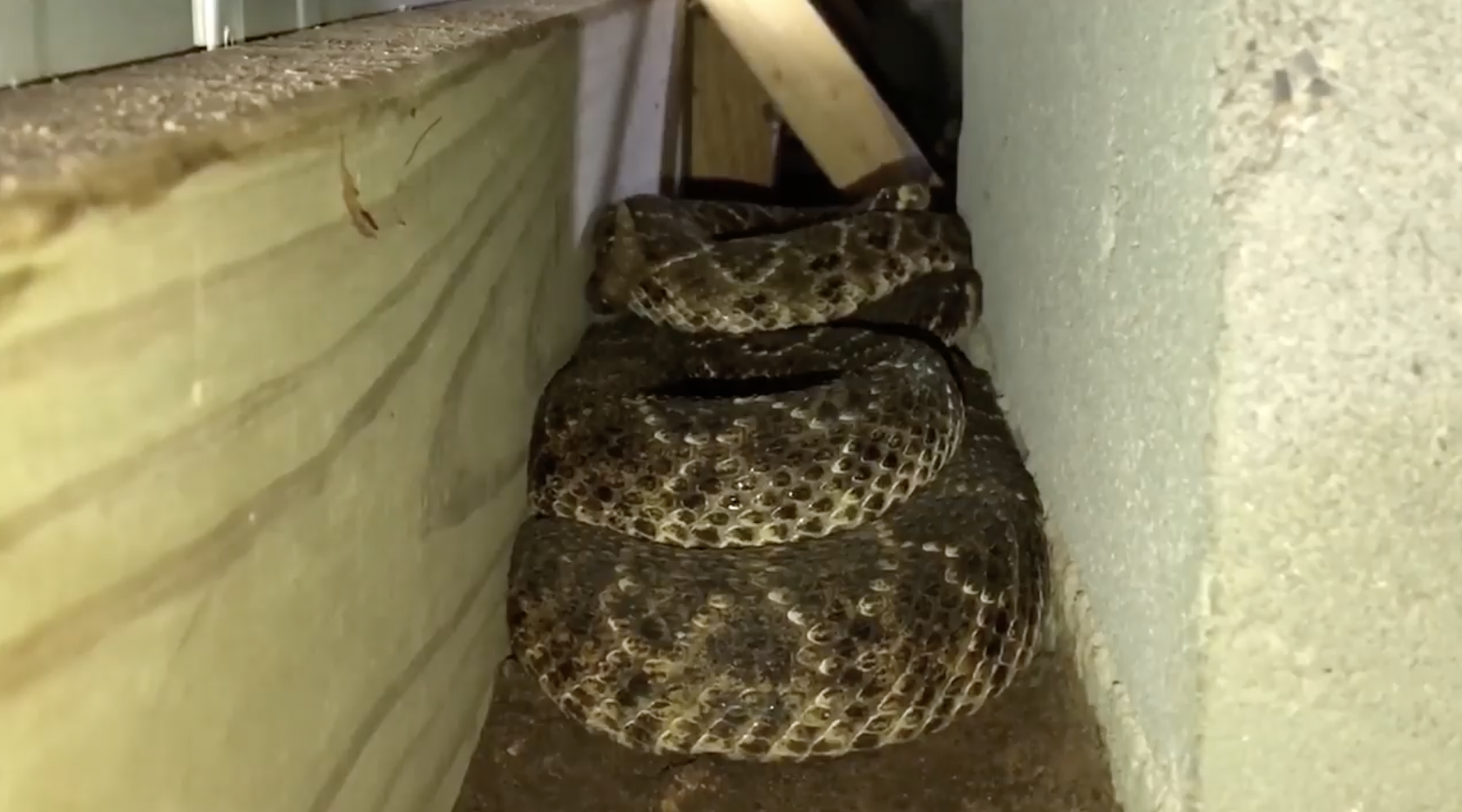 Man Finds 45 Snakes Under His House - The Dodo